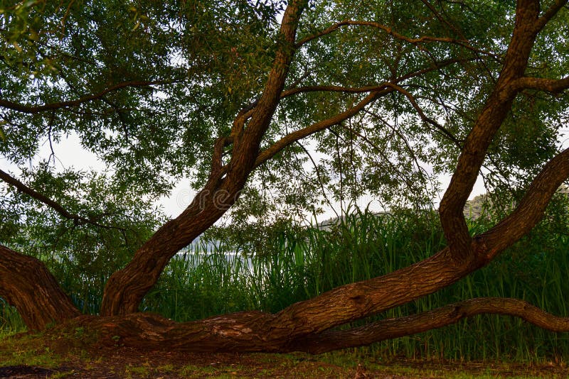 Old Sprawling Tree by the Lake Stock Photo - Image of pond, tree: 192778104