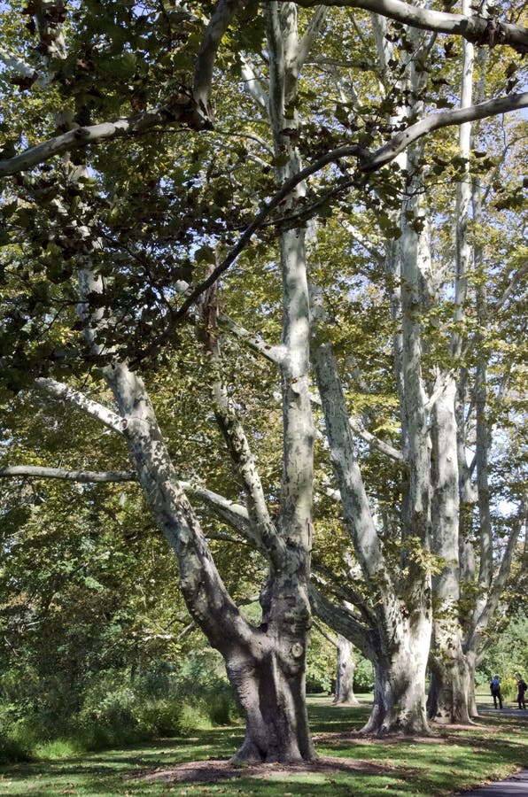 Plane Trees stock image. Image of tree, puzzle, platanus - 100083825