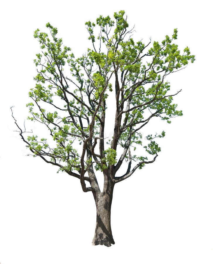 Sapling Oak, Isolated on a White Background Stock Photo - Image of ...