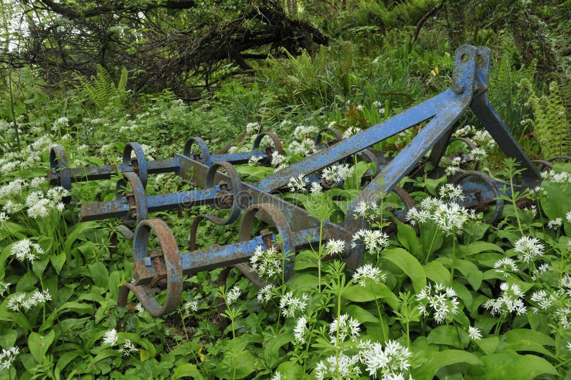 Old Spring Tooth Harrow among Ramsons Stock Image - Image of abandoned ...