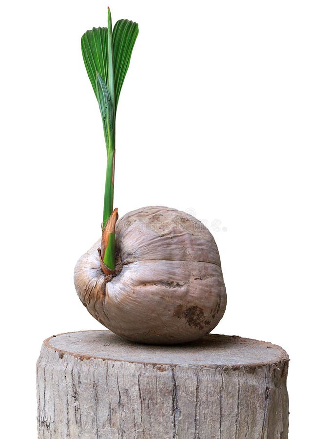 4,314 Old Nut Tree Photos - Free & Royalty-Free Stock Photos from ...