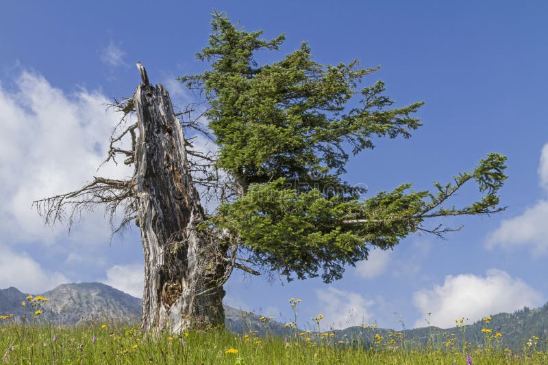 Old spruce stock image. Image of tree, evergreen, healthy - 35901937