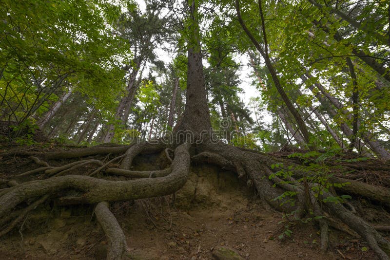 Old Spruce Tree with Huge Roots Stock Image - Image of erosion, rock ...