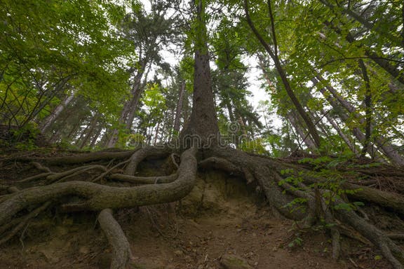Old Spruce Tree with Huge Roots Stock Image - Image of erosion, rock ...