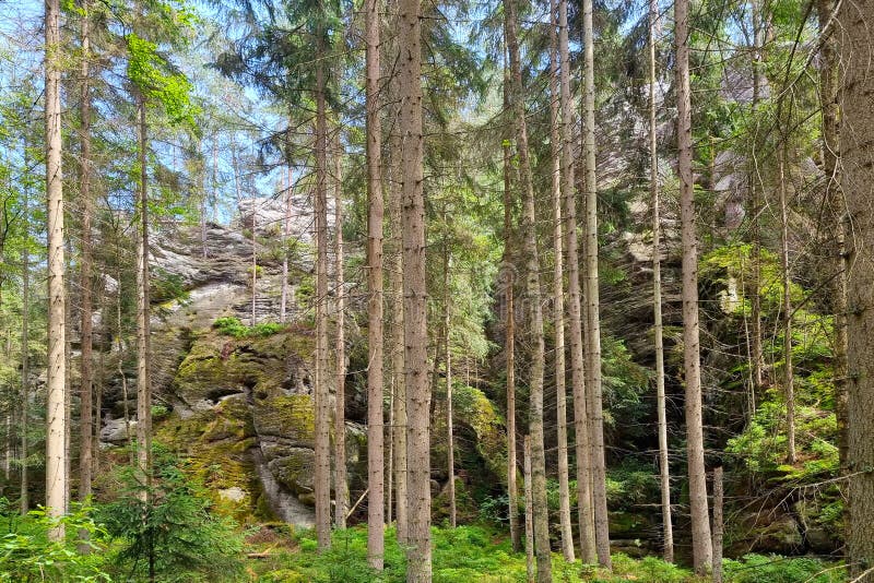 Old Spruce Trees in the Forest in the Mountains Stock Photo - Image of ...