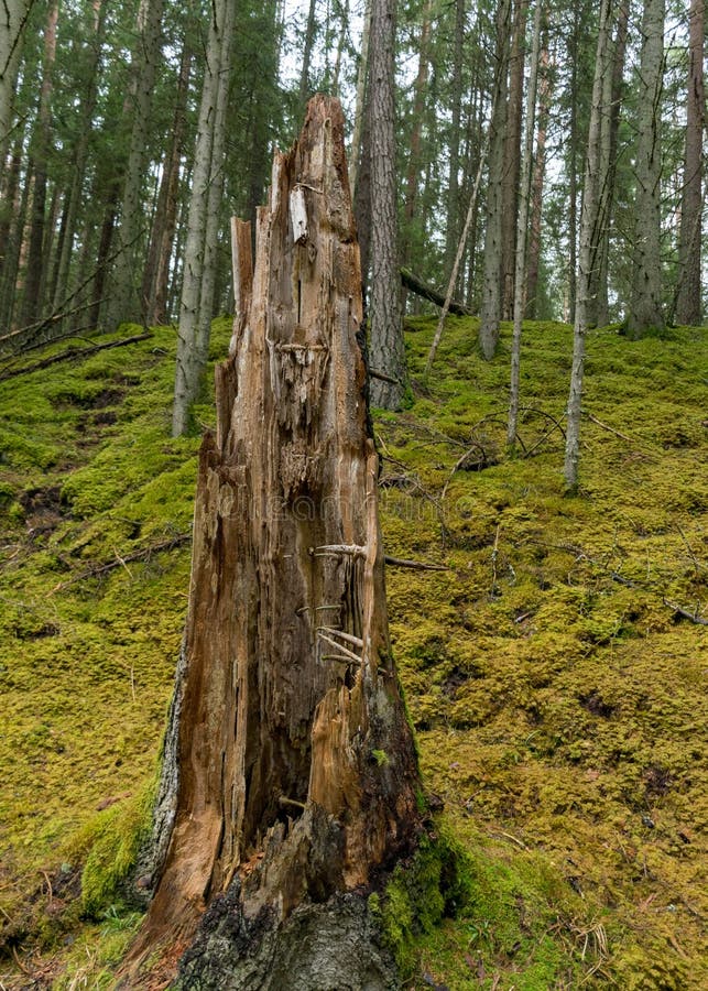 Old Spruce Trunk, Rotten Old Tree, Autumn Stock Image - Image of ...