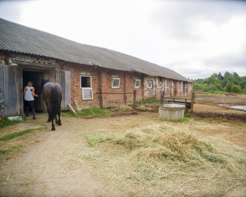 Old stable and horse stock photo. Image of farm, village - 327426772