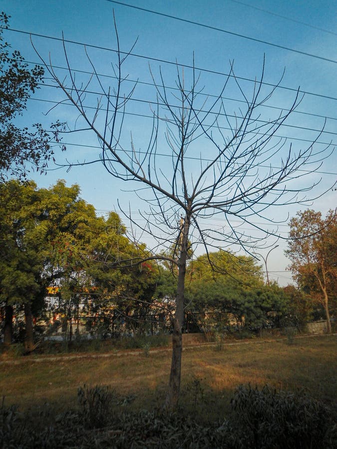 Old Standing Dead Tree with No Crown, Leaves or Leaflets and a ...