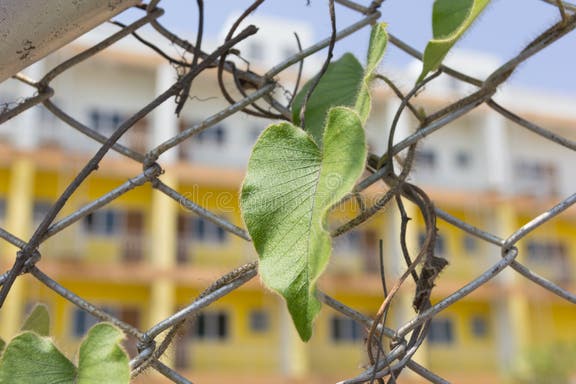 Old Steel Wire Mesh and Heart Shaped Leaf Stock Photo - Image of steel ...