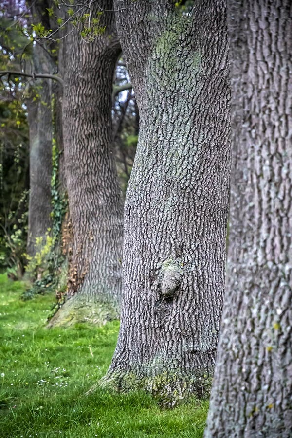 Old Stem Trees at the Forest. Stock Image - Image of dense, bright ...