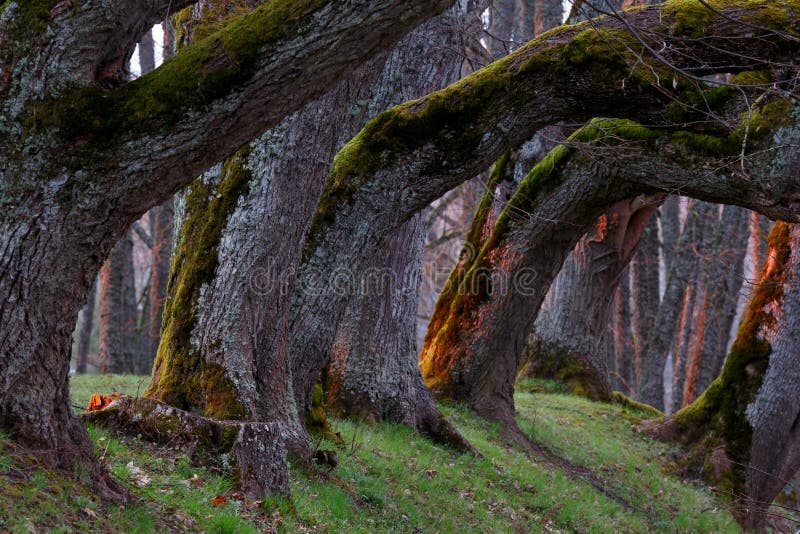 Old stems of tilia trees stock image. Image of tree, linden - 54986027