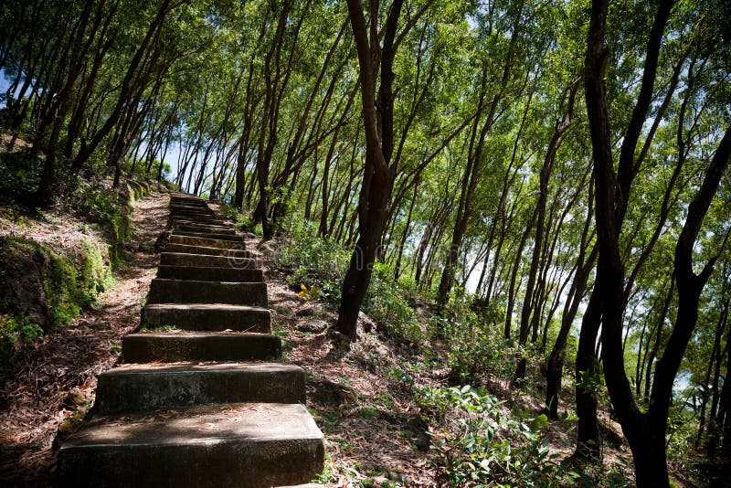 Old steps in forest stock photo. Image of sunshine, leafage - 22130764