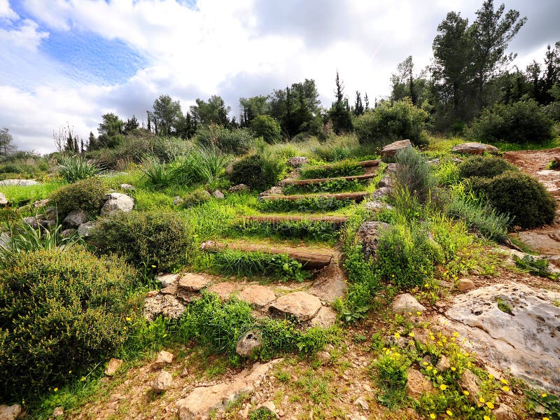 Old Steps in the Historical Forest of Israel Stock Photo - Image of ...