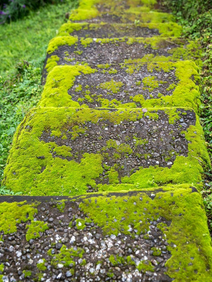 Old steps in the moss stock image. Image of rural, walk - 127535559
