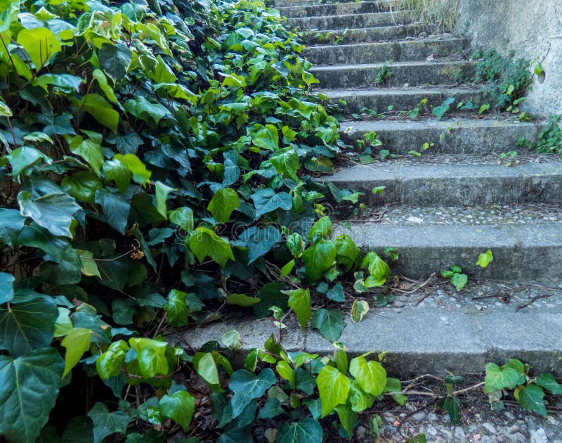 608 Overgrown Stair Stock Photos - Free & Royalty-Free Stock Photos ...