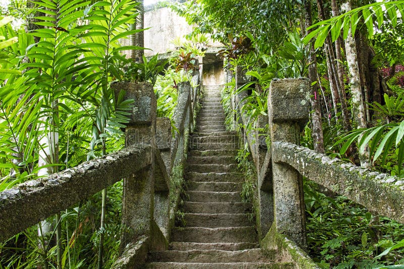Old Steps in Rainforest Jungle Stock Image - Image of stone, trees ...