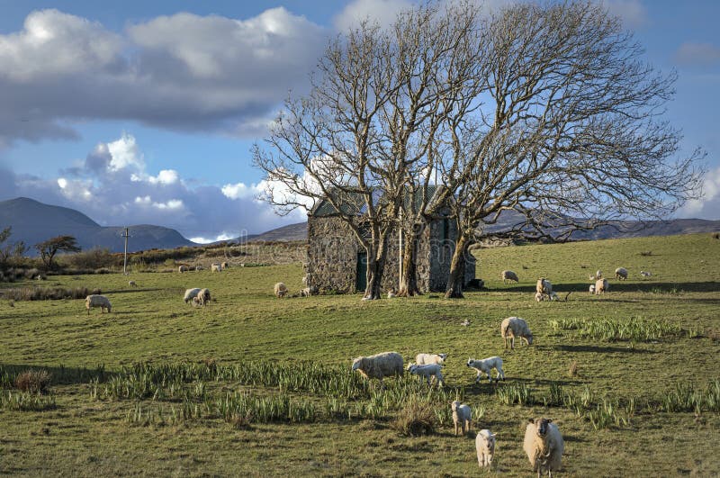 Old Stone Building Behind a Tree in a Field Stock Image - Image of ...