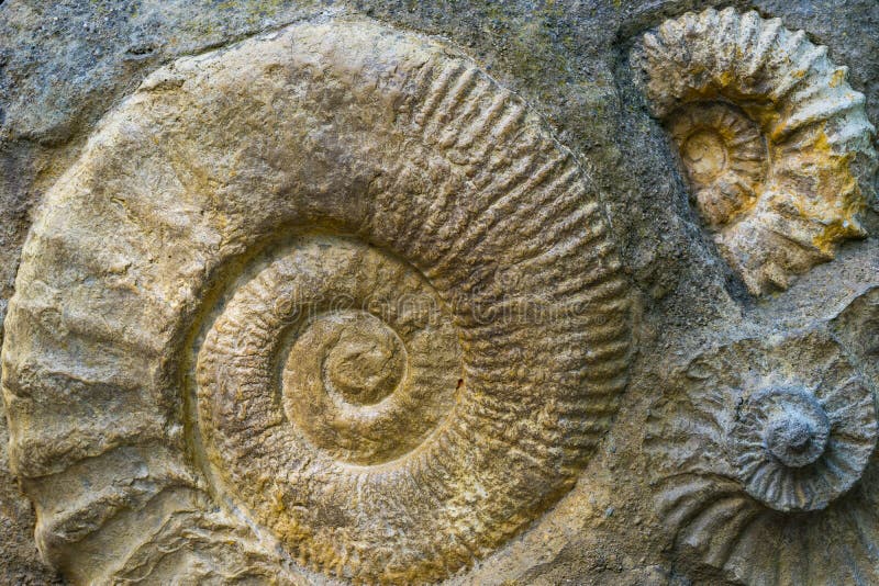 A Old Stone Covered with Big Shells Prints All Over Its Surface. Stock ...