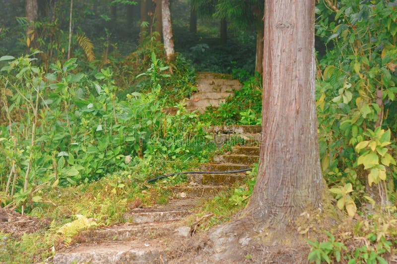 Old Stone Curved Road in a Dense Forest Going Uphill. Forest Tree Trunk ...