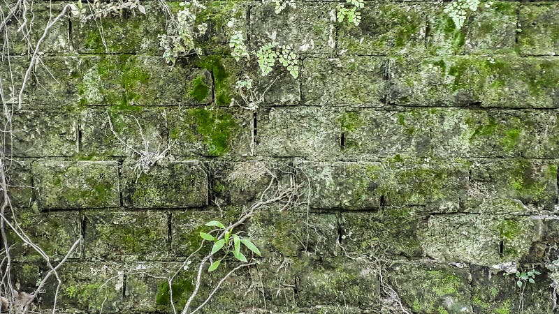 Old Stone Exterior Wall with Moss Stock Photo - Image of green, moss ...