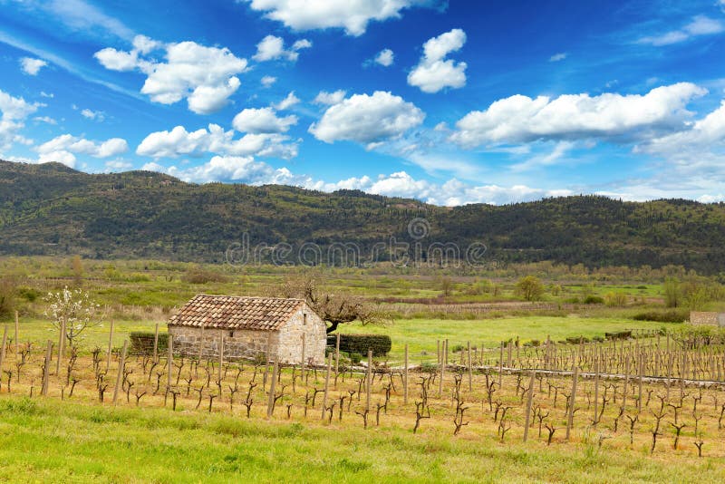 Old Stone Farm Barn in Spring Vineyard Stock Photo - Image of people ...