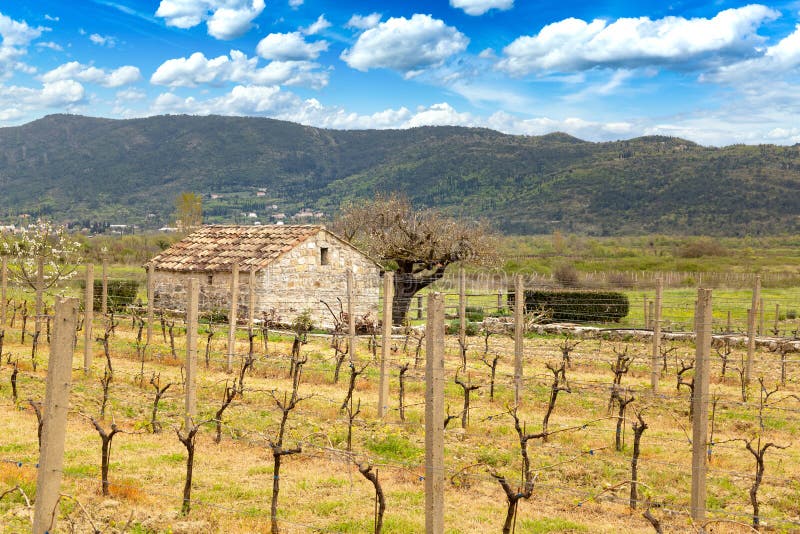 Old Stone Farm Barn in Spring Vineyard. Europe Stock Image - Image of ...