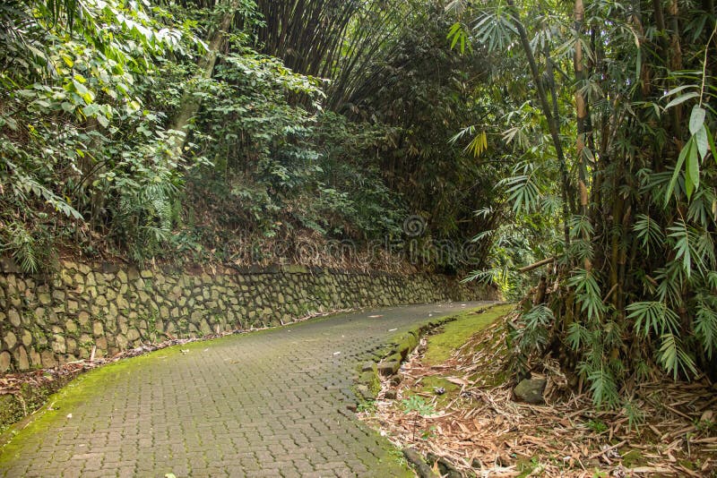 Old Stone Path in a Bamboo Forest at Morning Stock Photo - Image of ...