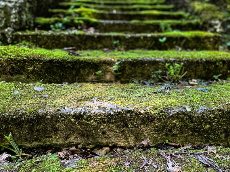 Old Stone Steps Covered with Moss in Forest Stock Photo - Image of ...