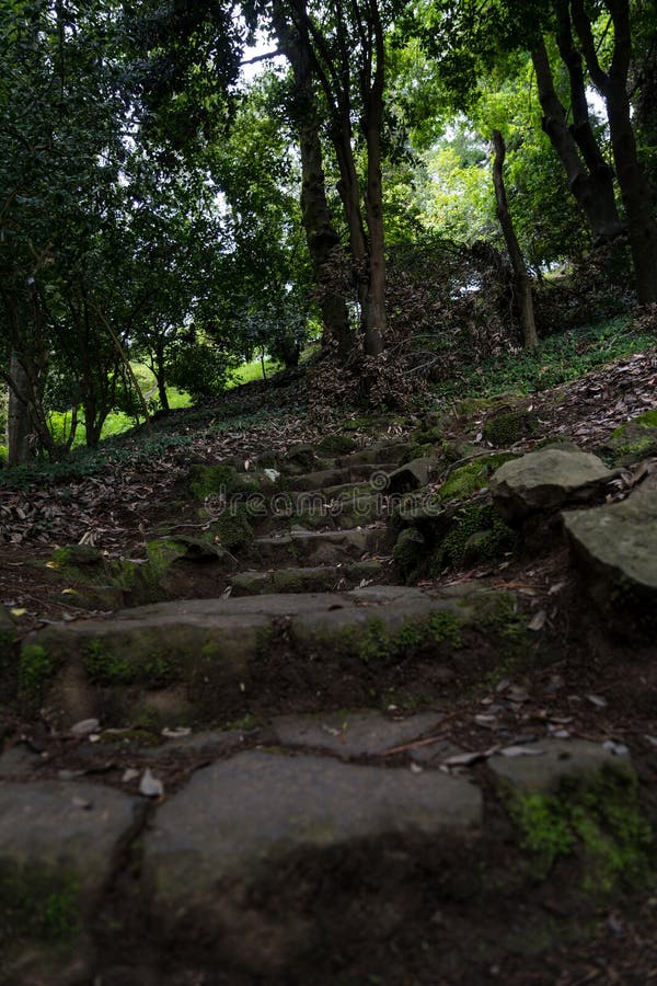 Old Stone Steps Up in the Forest Covered with Moss Stock Photo - Image ...