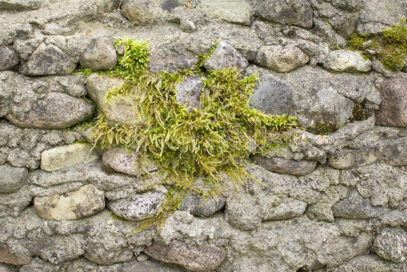 The Old Stone Wall is Covered with Moss Stock Image - Image of ...