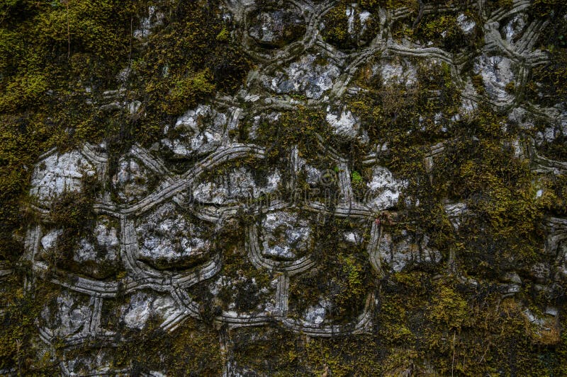 An Old Stone Wall Covered with Moss and Withered Grass. the Texture of ...