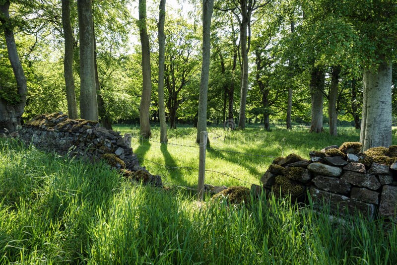 Old Stone Wall in the Forest Stock Image - Image of outdoor, donegal ...
