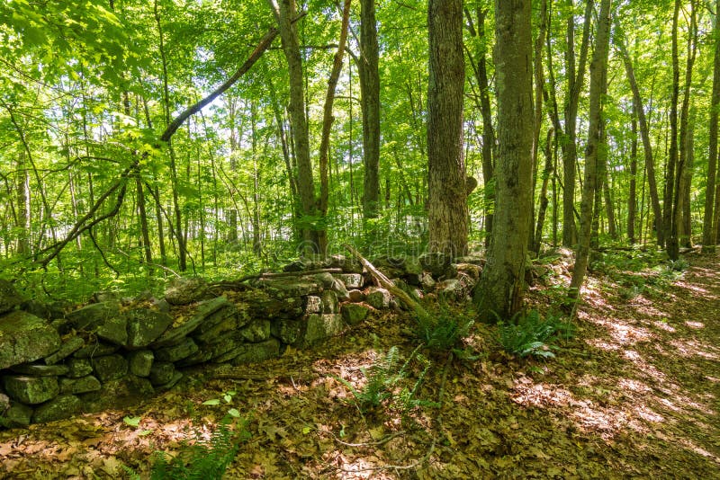 Old Stone Wall in the Forest Stock Photo - Image of woodland, city ...