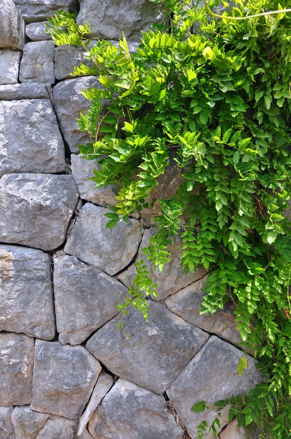 Old Stone Wall and Green Creeper Plant - Vertical Picture. Stock Photo ...