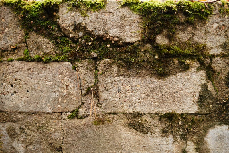 An Old Stone Wall Overgrown with Green Moss Stock Photo - Image of ...