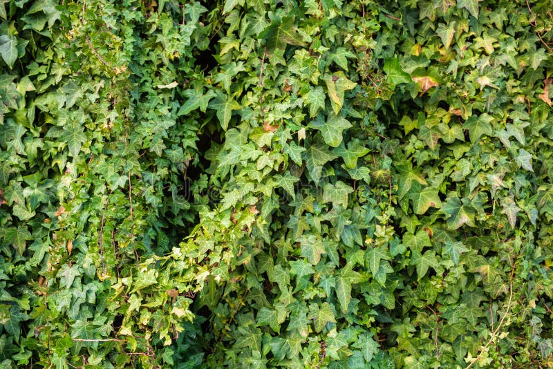 Old Stone Wall Overgrown with Ivy Stock Image - Image of foliage ...