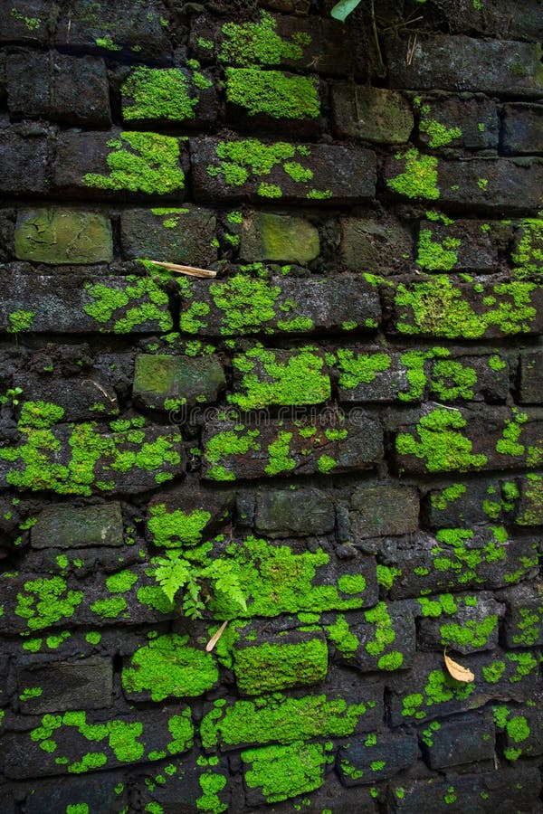 Old Stone Wall Overgrown with Moss Stock Image - Image of nature, park ...