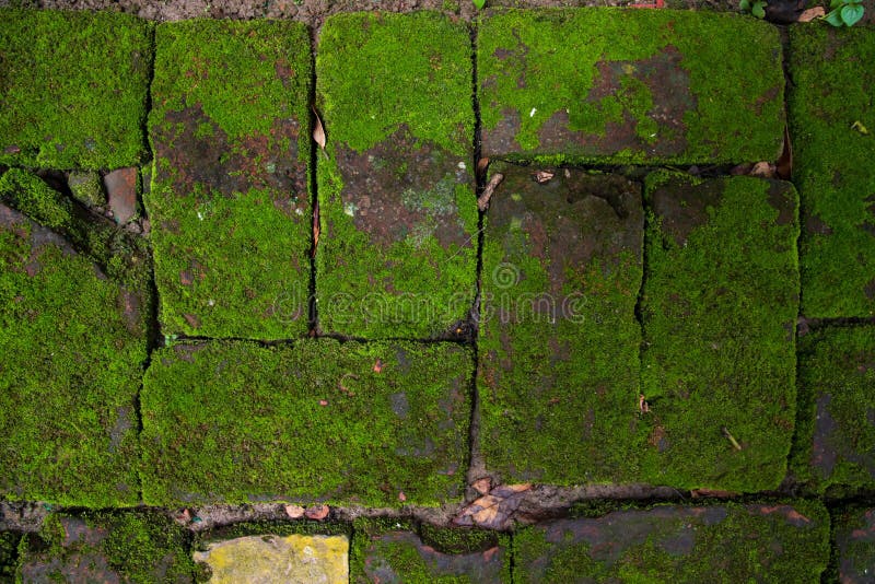 Old Stone Wall Overgrown with Moss Stock Image - Image of pattern ...