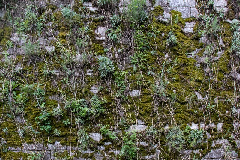 Old overgrown wall stock photo. Image of green, grass - 16206558