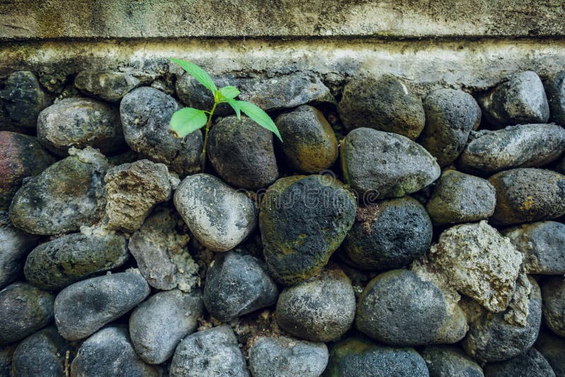 Old Stone Wall with Plants. Texture Stock Photo - Image of cement, grey ...