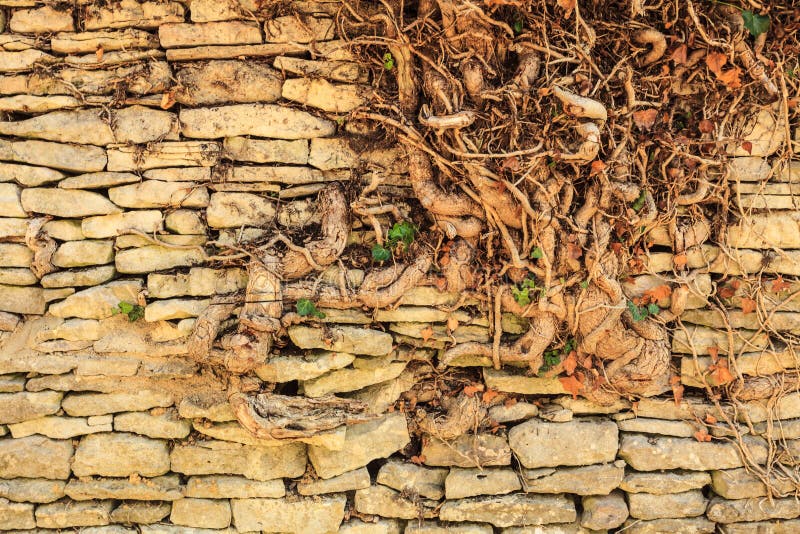 Old Stone Wall with Root Tree Stock Photo - Image of nature, roots ...