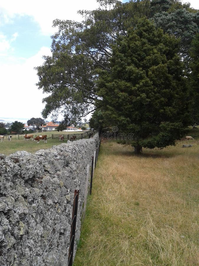 An Old Stone Wall between Two Fields Stock Image - Image of sheep ...