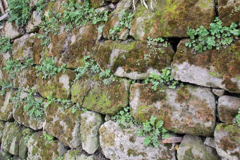 Old Stone Wall with Vegetation Stock Photo - Image of rough, copy ...
