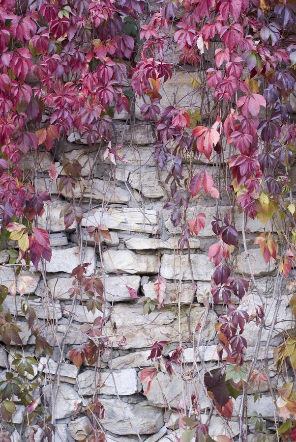 Stone Wall Texture With Vines Stock Image - Image of rough, textures ...