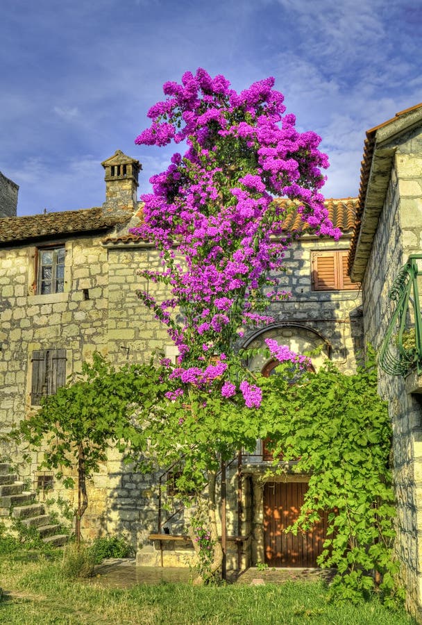 Old Stonehouse and Tree in Bloom. Stock Image - Image of vintage ...