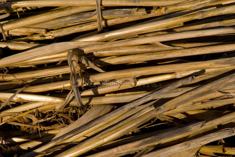 Old Straw. stock image. Image of bundle, wisp, straw - 60438339