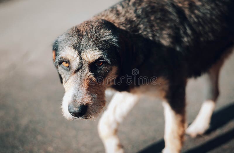 An old stray dog stock photo. Image of hound, cosy, whiskers - 273471840