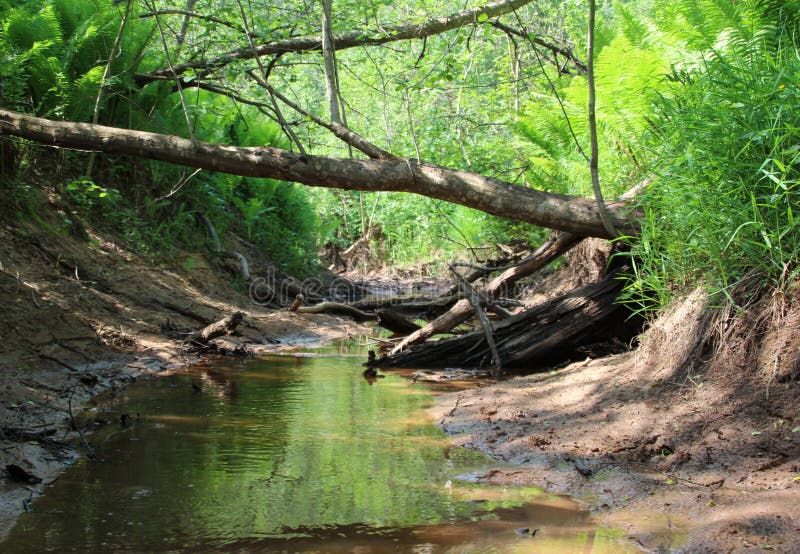 An old stream stock photo. Image of vegetable, nature - 93764628