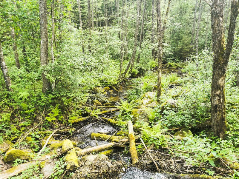 An Old Stream in a Protected Forest. Untouched Nature, Old Trees Stock ...