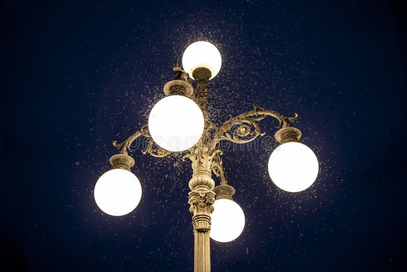 273 Street Light Insects Stock Photos - Free & Royalty-Free Stock ...